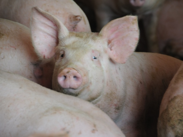 Rising Incomes Increase Pork Demand, Can It Hold? | Pork Business